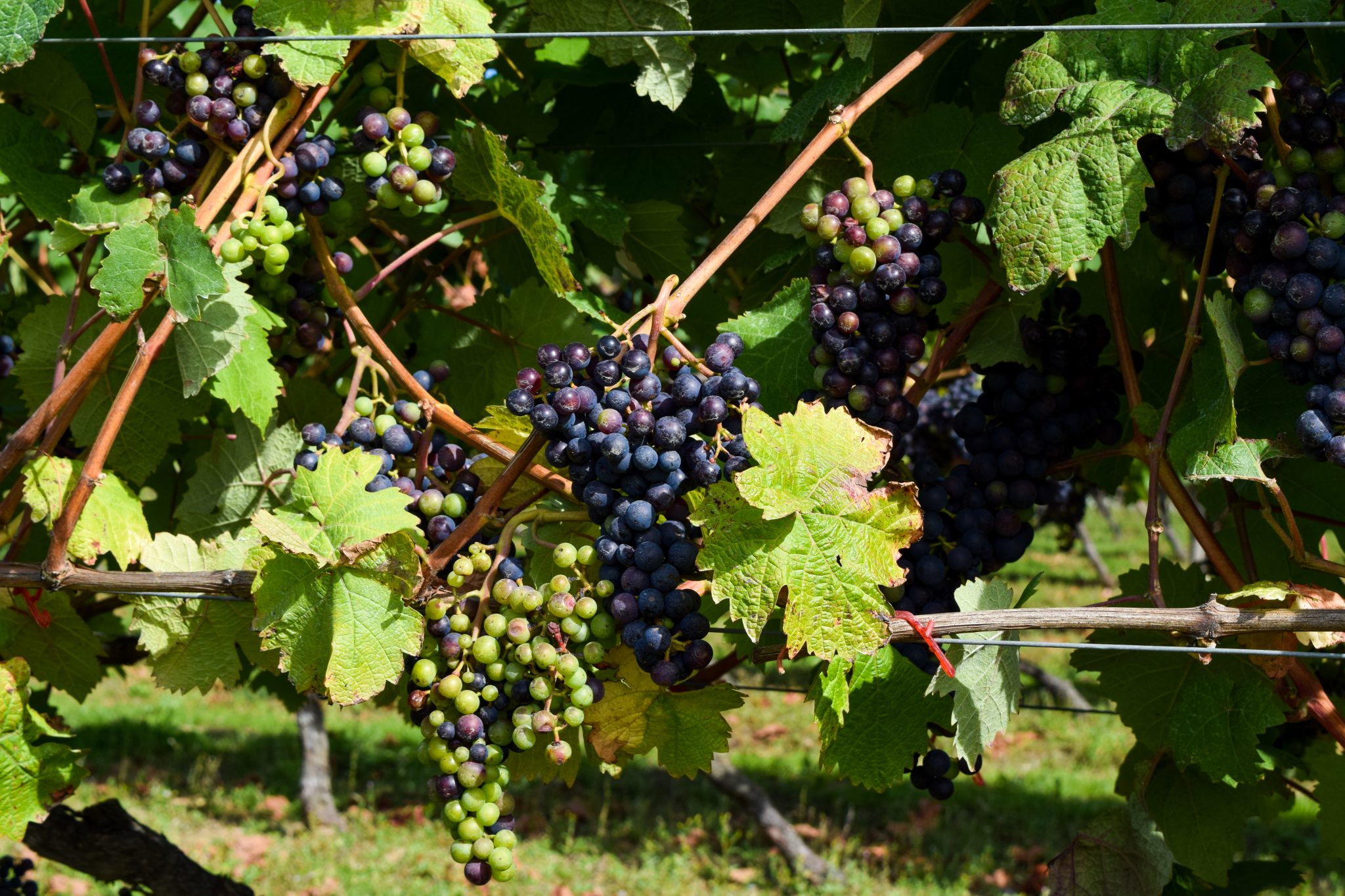 Touring, Talking & Tasting English Wine at Biddenden Vineyard | Rachel ...