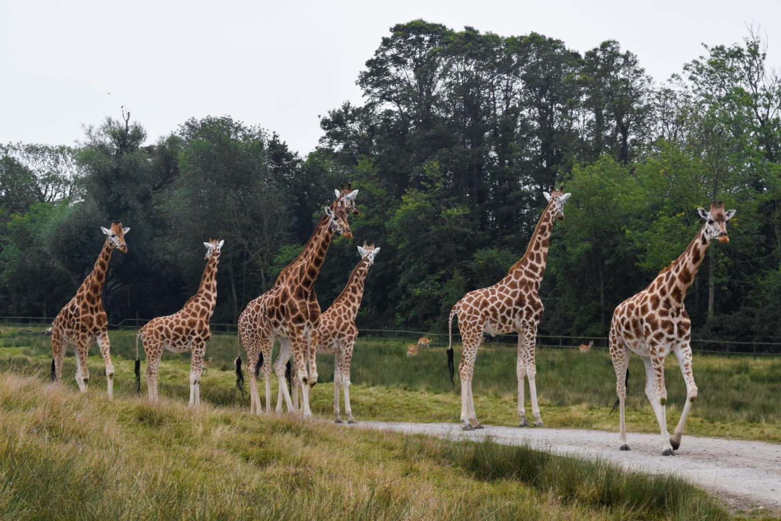 Feeding Giraffes on Safari at Port Lympne Animal Park | Rachel Phipps